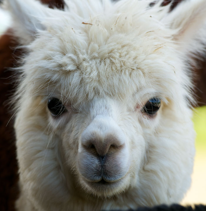 Red and the Peanut: Alpacapaloosa