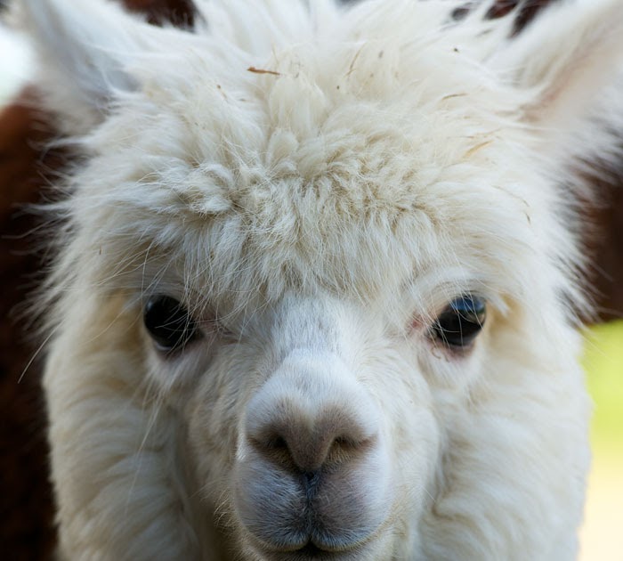 Red and the Peanut: Alpacapaloosa