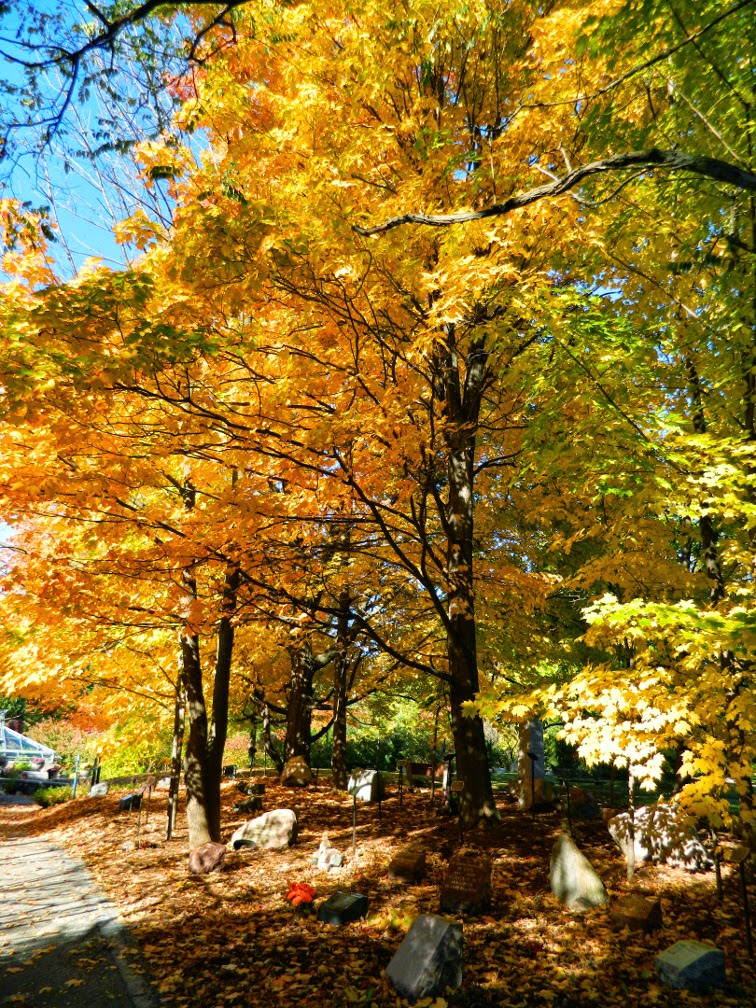 Garden Muses: A Small Toronto Gardening Services Company Blog: Autumn ...