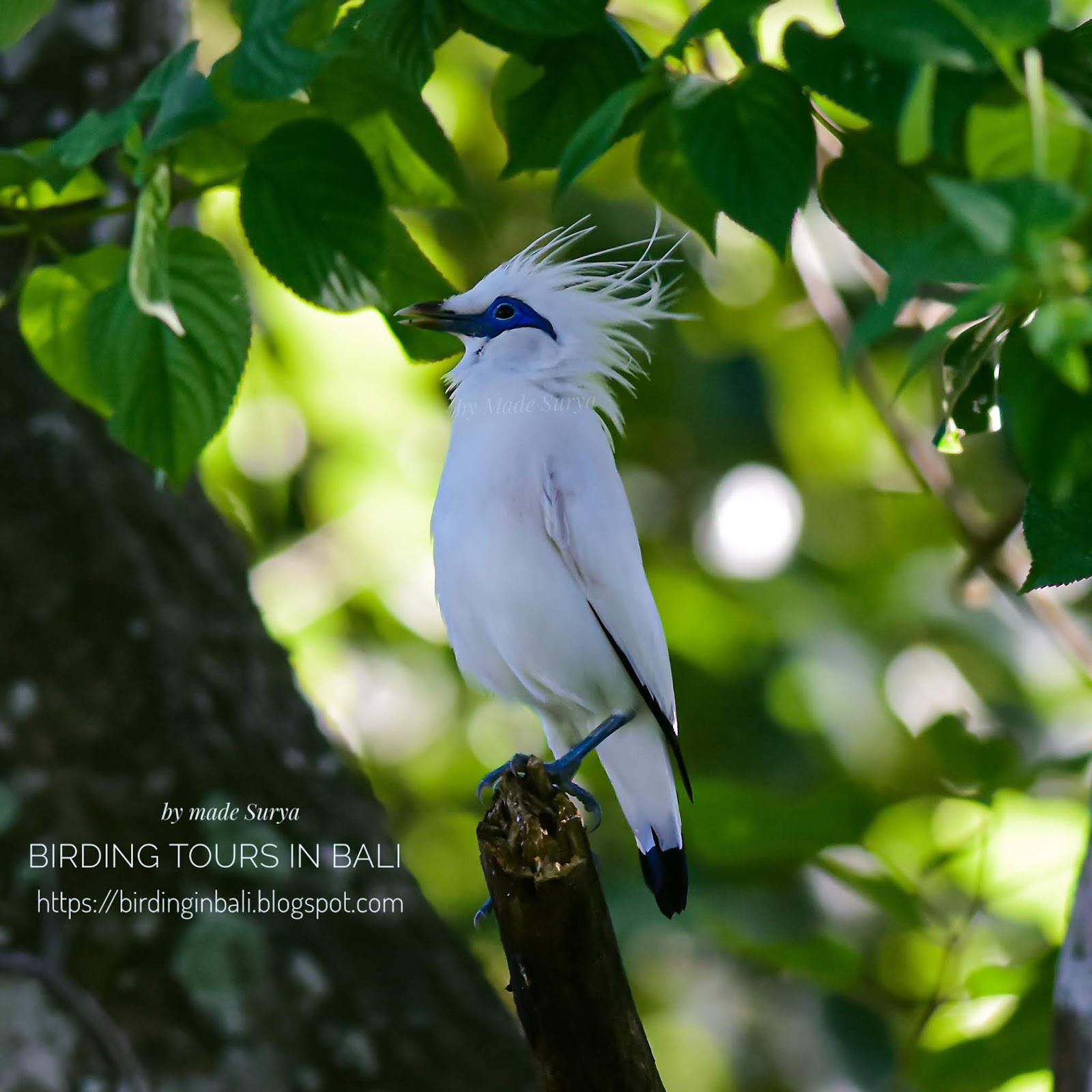 Birding West Bali National Park and surrounds - Trip Report