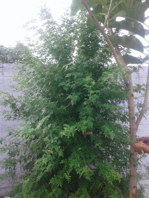 Suparni Devi: Nemam Amrithambika Temple, near Chennai for Santana ...