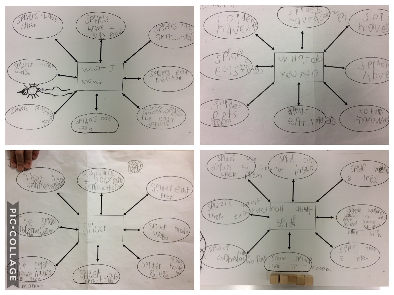 Wonder-full Inquiry: Spider Inquiry