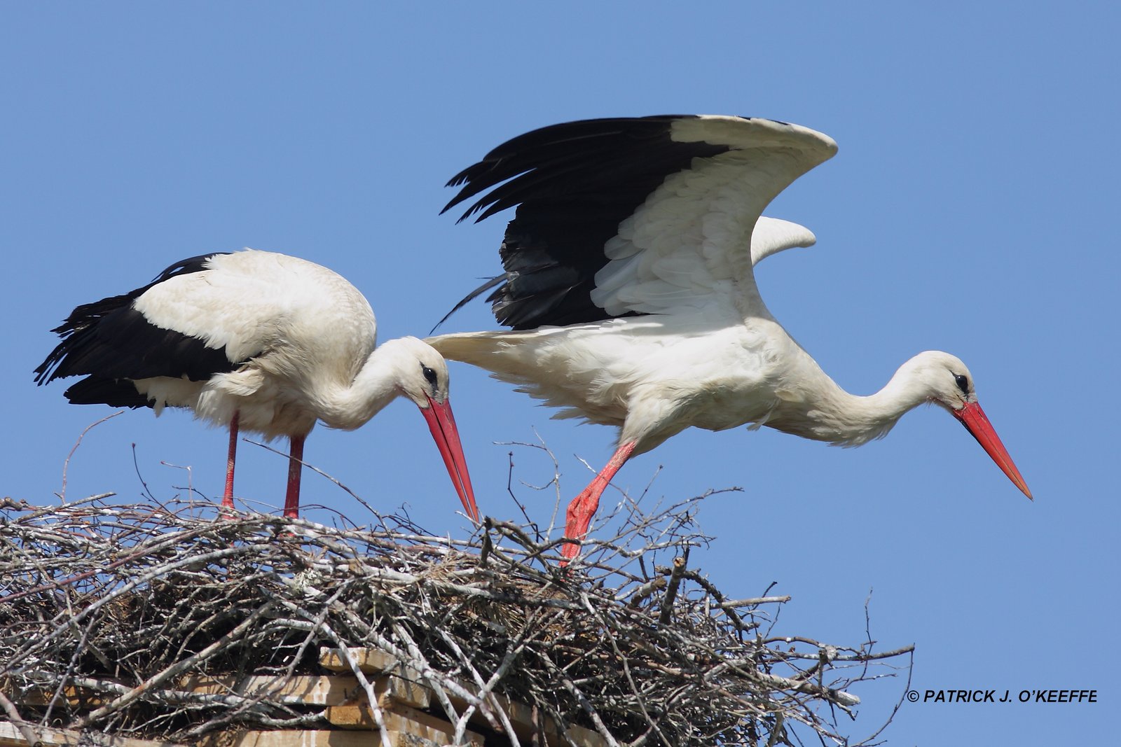 Raw Birds: WHITE STORK (Ciconia ciconia) Białowieski Park Narodowy ...