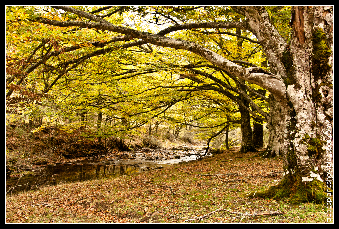 Hayedo de Montejo | ¿Tienes planes hoy?