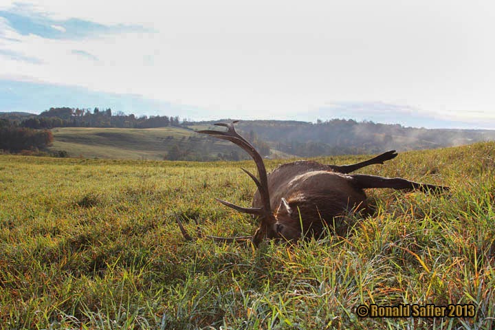 Pennsylvania Wildlife Photographer: Reactions to Bull Fight Ends In ...