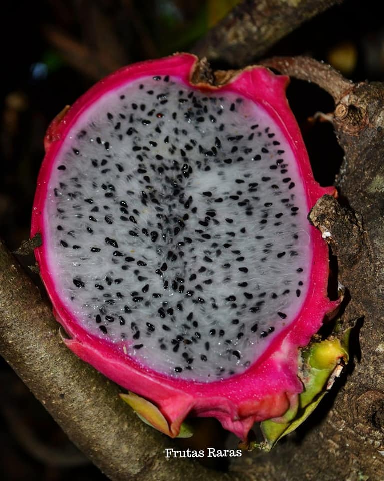 Hylocereus undatus - Pitaya Rosa da polpa branca