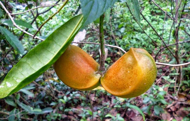 Eve's Apple or Forbidden Fruit - Divi kaduru | SL Flora