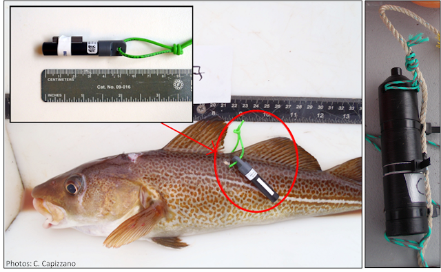 Global Explorers Blog