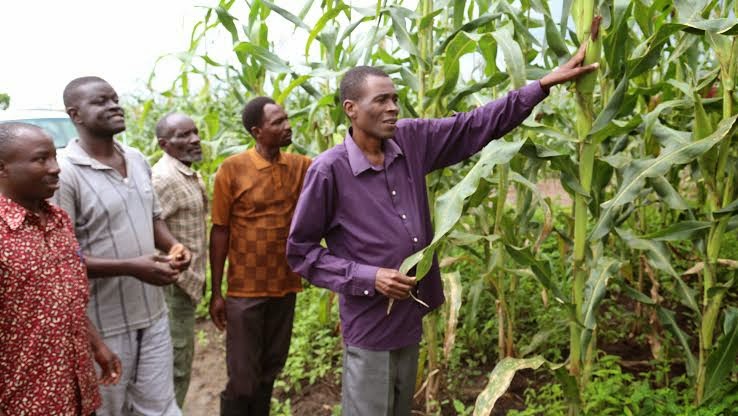 MATUKIO @ MICHUZI BLOG: WILAYA YA HANDENI NA MAENDELEO YA KILIMO NA UFUGAJI