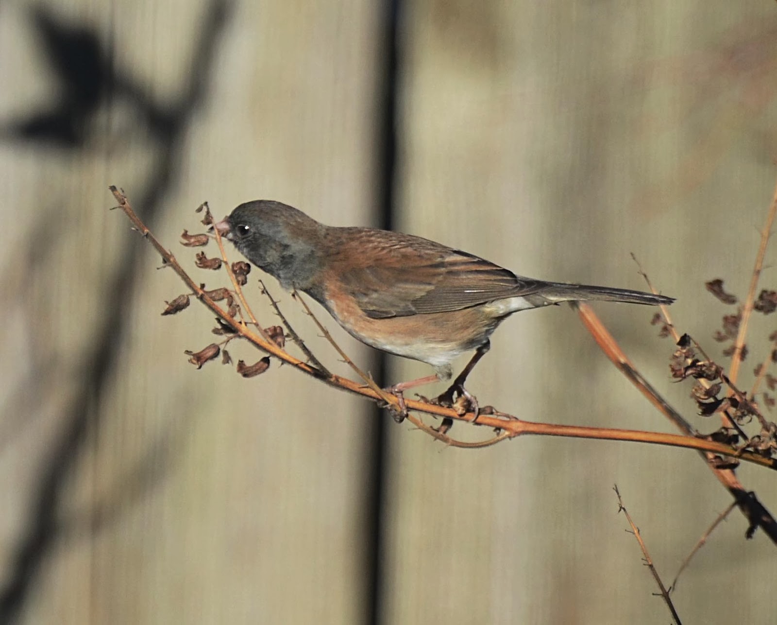 Oregon Backyard Birds, etc.: Japanese Basil (Shiso)