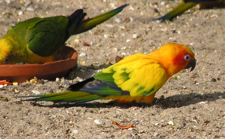 Bird Directory: Sun Conure