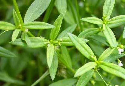 Rumput Mutiara dan Khasiatnya