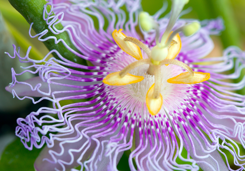 Passiflora sp - A Flor da Paixão - Blog Arco do Verde