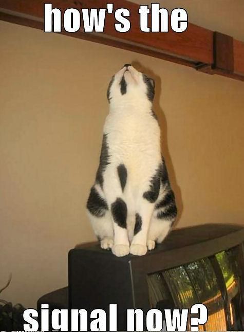 Sweeneyville: Meme-ow!