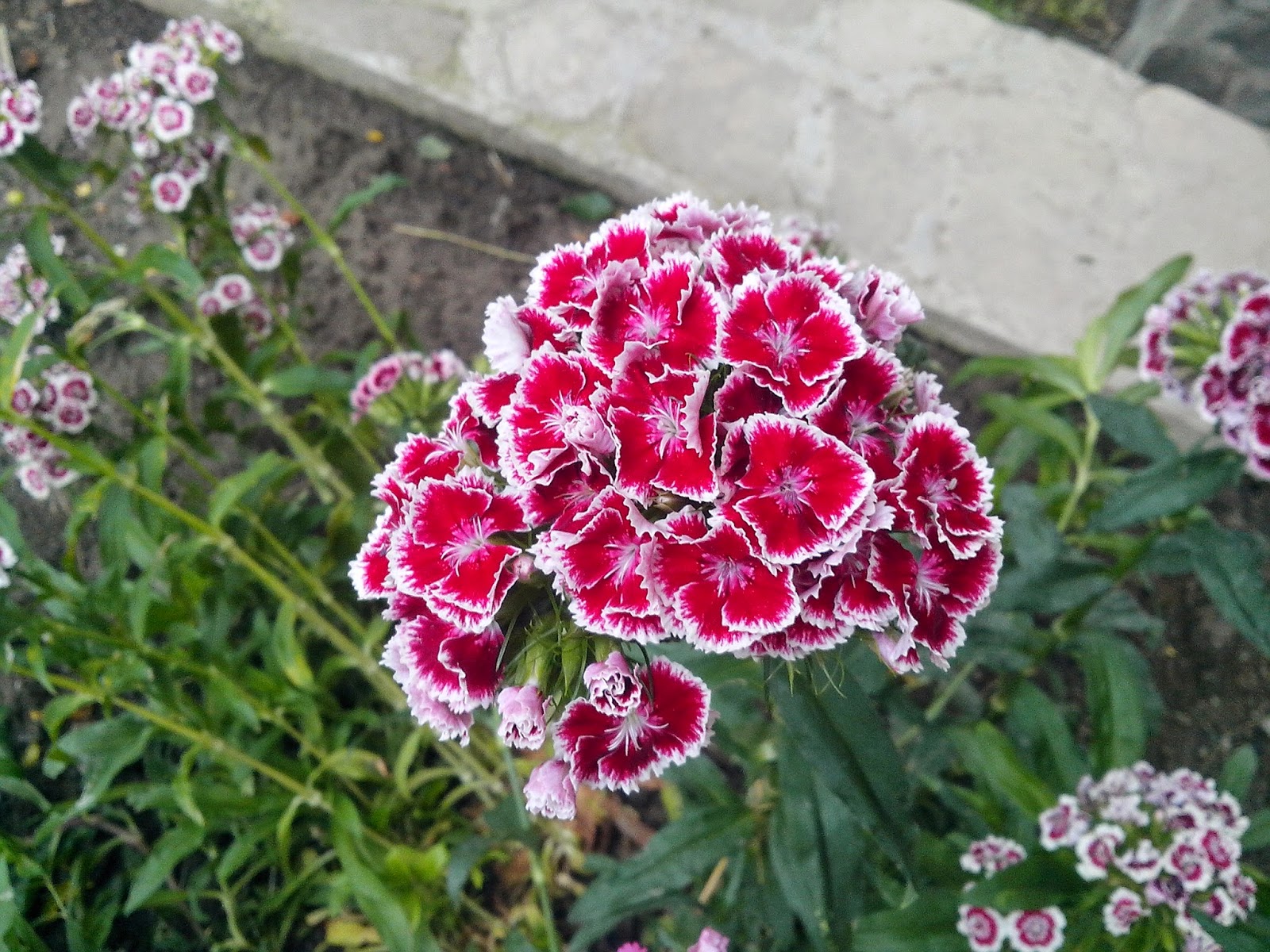 Explorator prin viata: Garofite