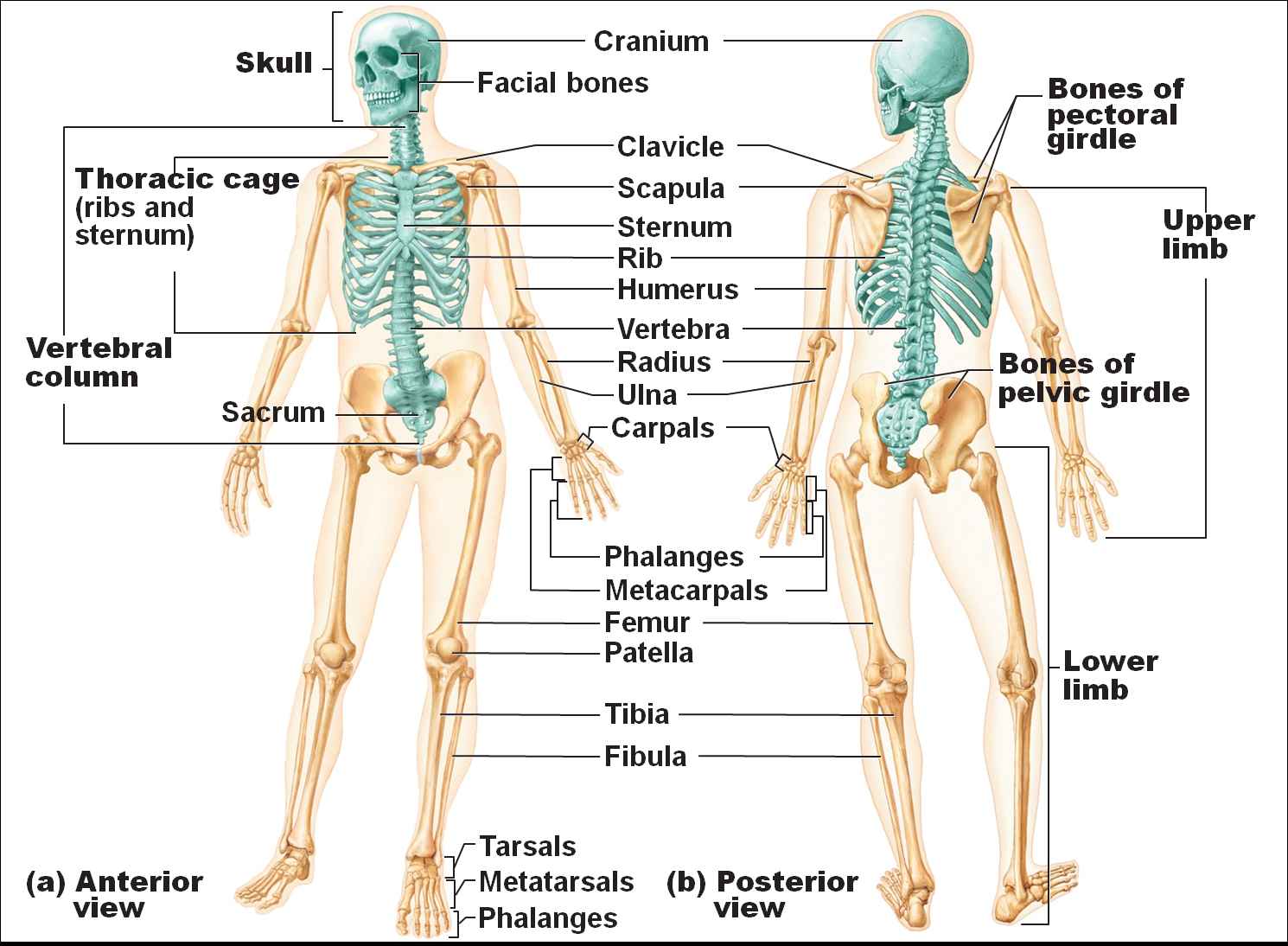 Labeling The Human Skeleton