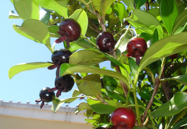 ¿Por qué las frutas tropicales brindan tanto poder antioxidante ...