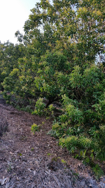 Warisan Petani: Pokok Pulasan Mula Berbunga