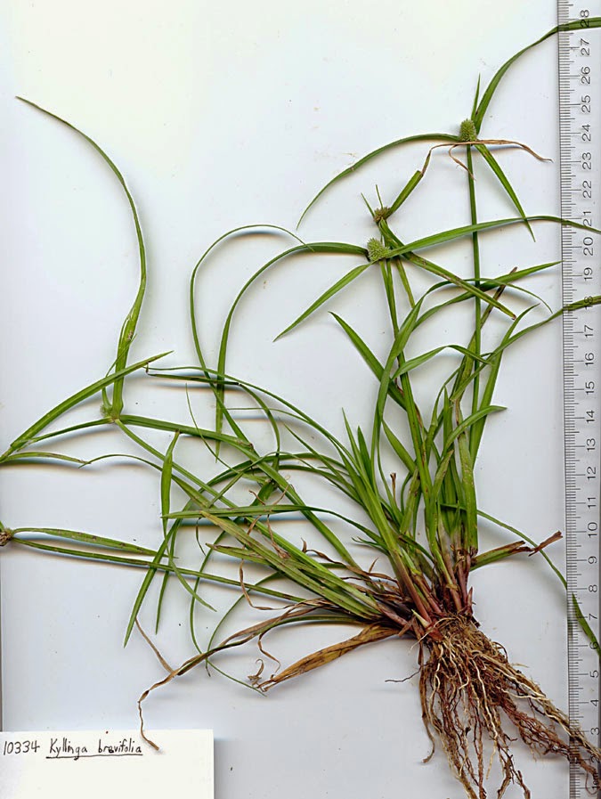 Humedales en Puerto Rico Papo Vives et al: KYLLINGA BREVIFOLIA ...