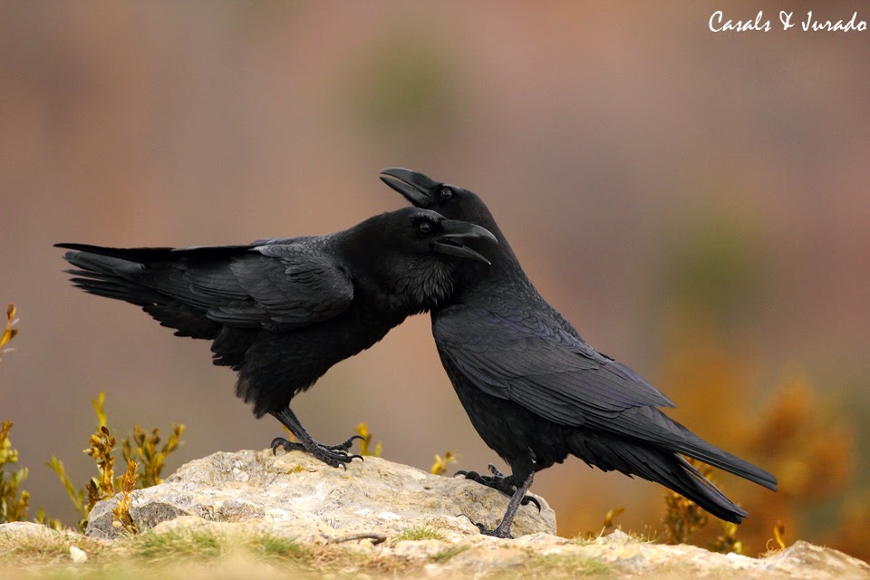 CRÒNIQUES NATURALISTES: PASSERIFORMES II