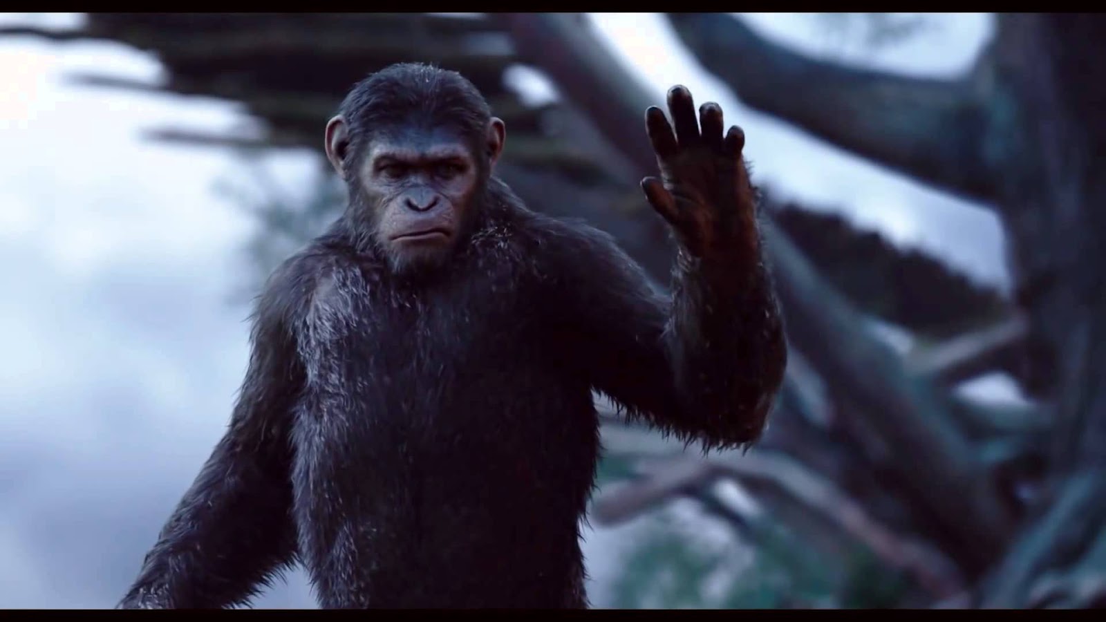 Imagehub: Ape images HD Free Download