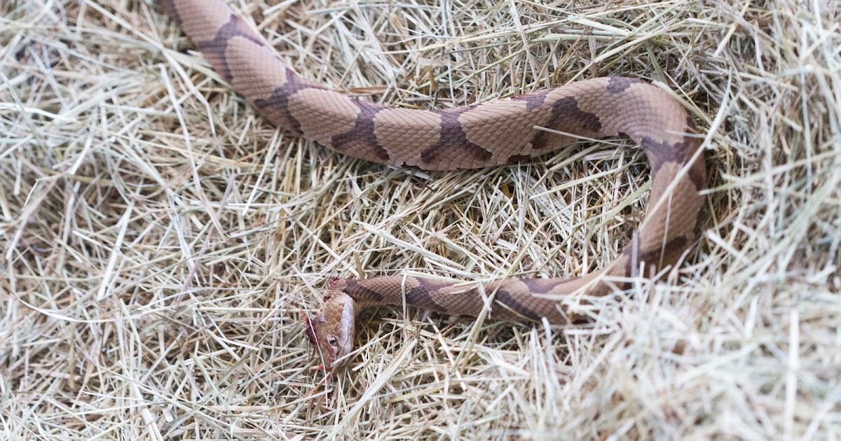 Week 21: A Dead Snake, Cracked Egg and Dried Leaf