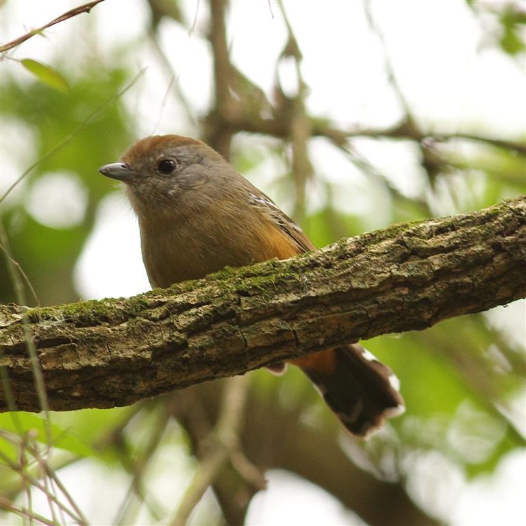 mis fotos de aves: Thamnophilus caerulescens Choca Corona Negruzca ...