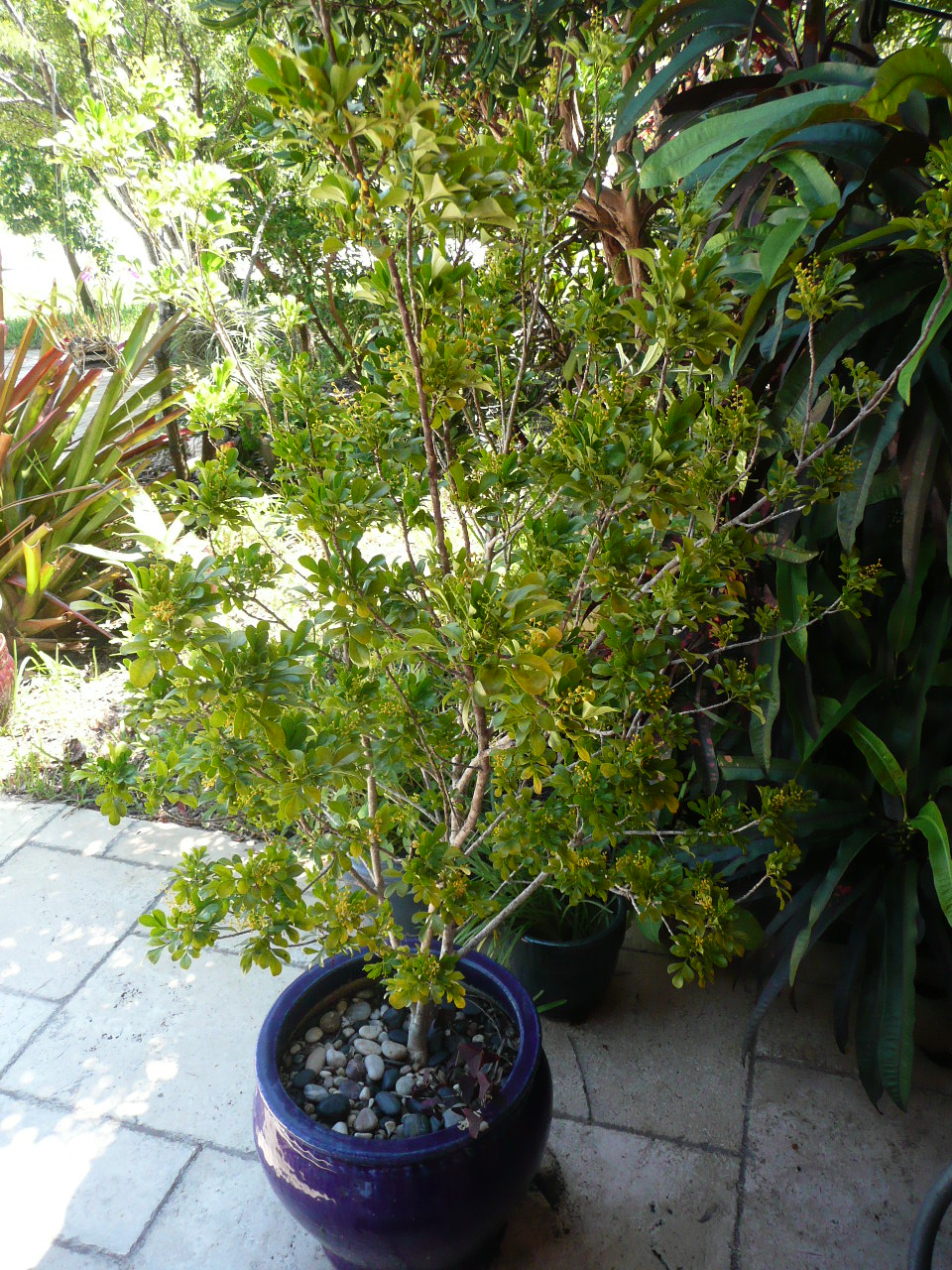 Gardening South Florida Style: Let's see what's blooming in the garden ...
