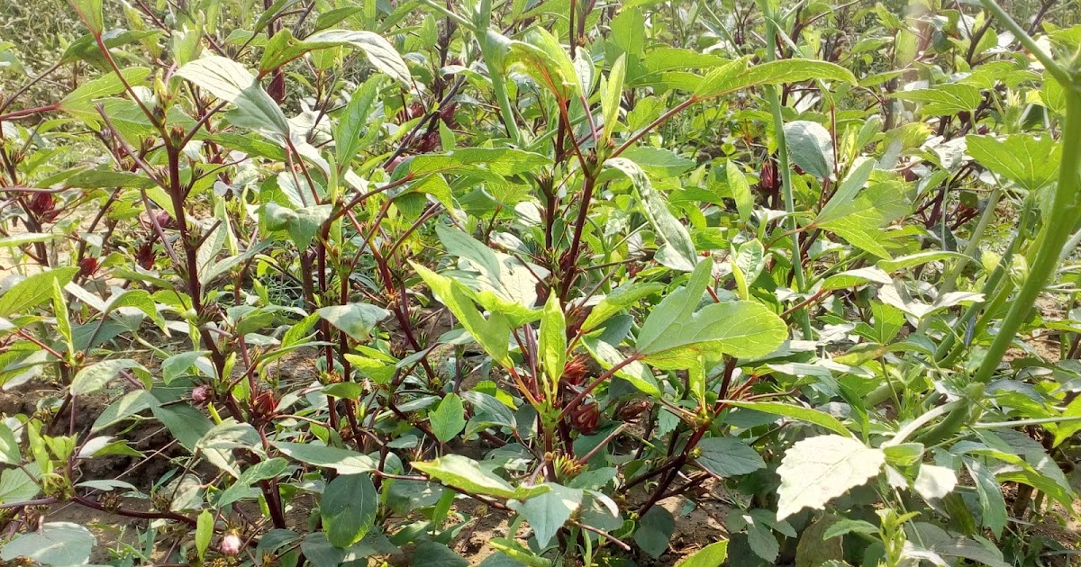 Gongura and it's health benifits - Agriculture2u.com by Subhrajyoti's ...