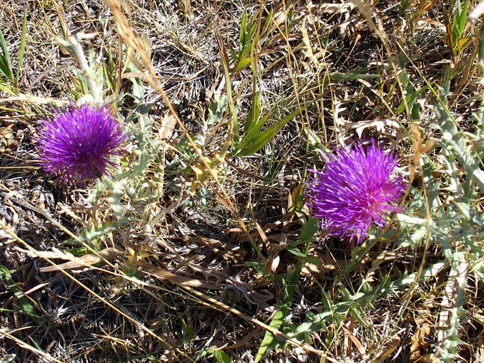 WildDakotaWoman TM: I dragged my daughter to Slope County: Another SW ...