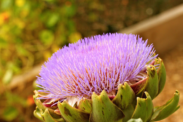 Rambling Wren: The Garden in June