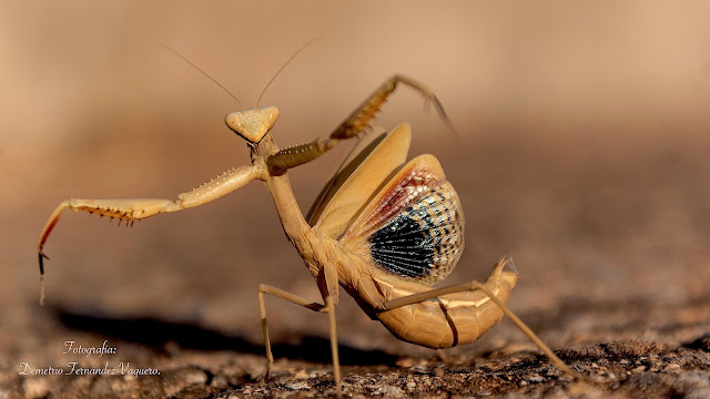Mantis religiosa, santateresa, tatadiós o campamocha 5 fotografías ...