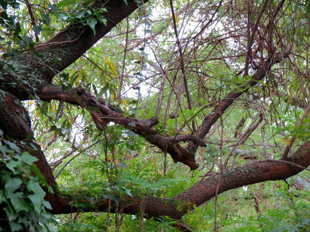 Kreatiewe Joernaal: karee