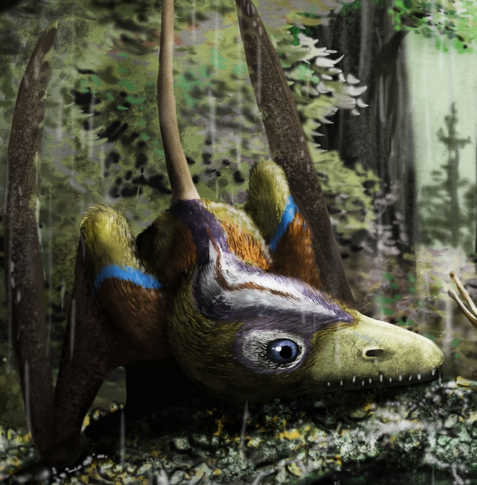 Mark Witton.com Blog: What pterosaurs tell us about the evolution of ...