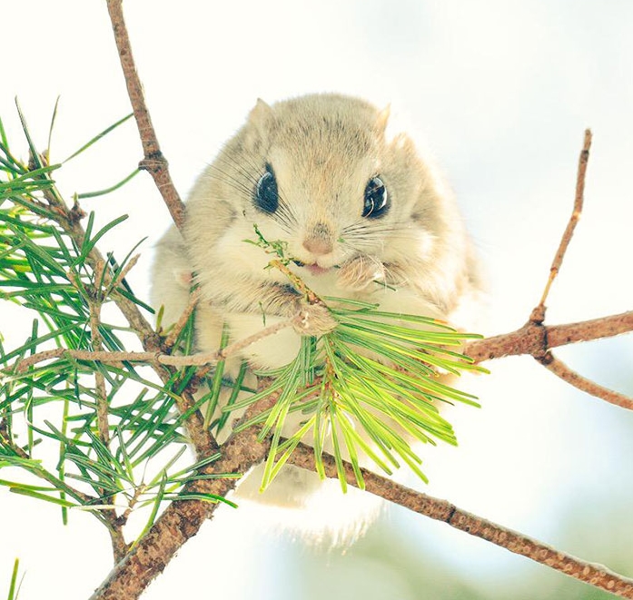 White Wolf : Siberian Flying Squirrels Are Probably One Of The Cutest ...