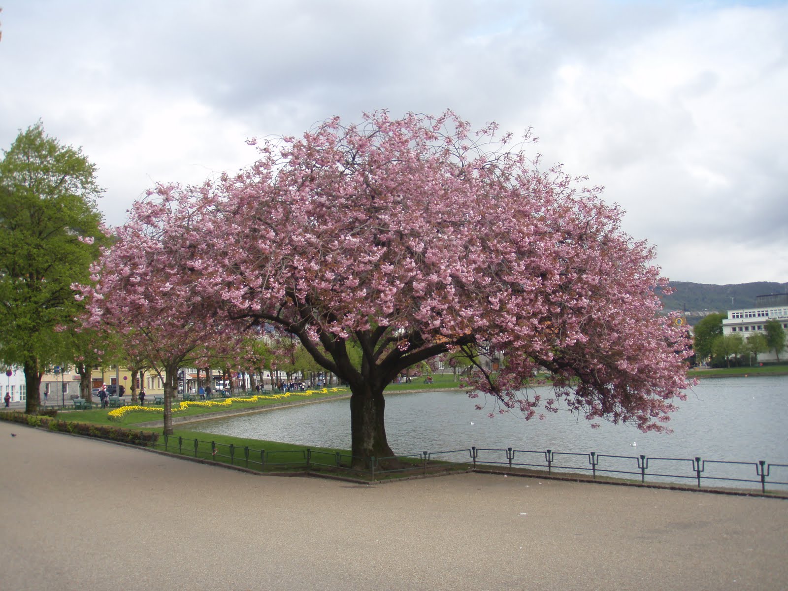 Ulrikke: Japansk blomstring