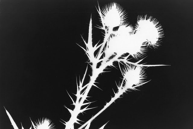 CRR Photography: Photograms: Man Ray