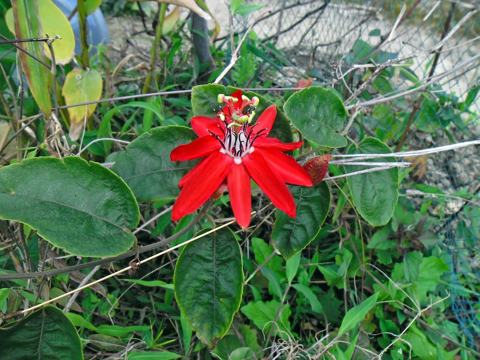 Plant World: Passiflora Miniata