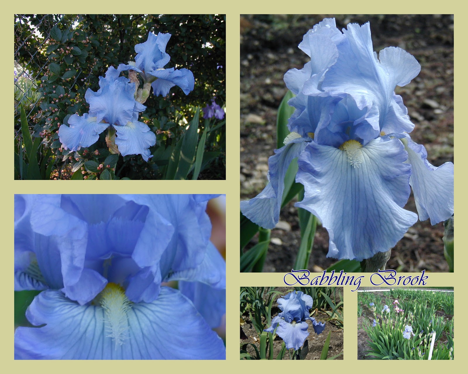 World of Irises: TALL BEARDED IRIS SUPER ACHIEVER AWARD, PART THREE