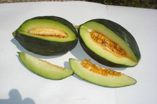 amicidellortodue: melone di Napoli