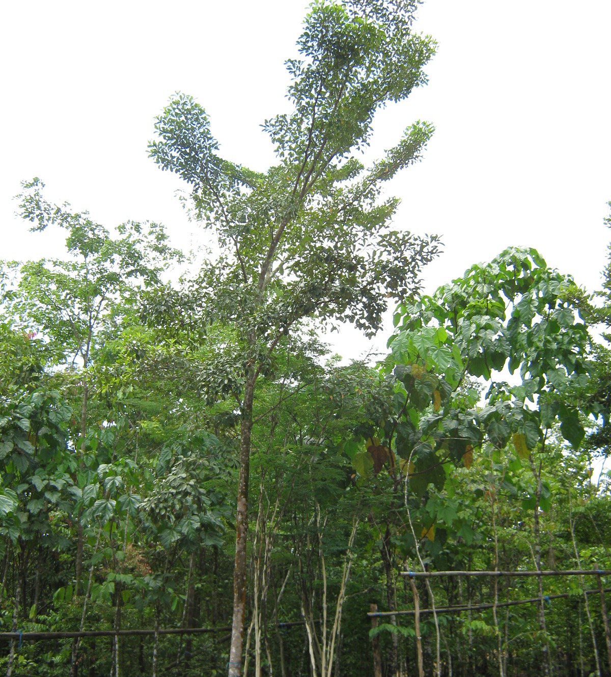 TROPICAL PLANT LIBRARY: TERMINALIA PELLOCARPA / JELAWI MEMPELAM