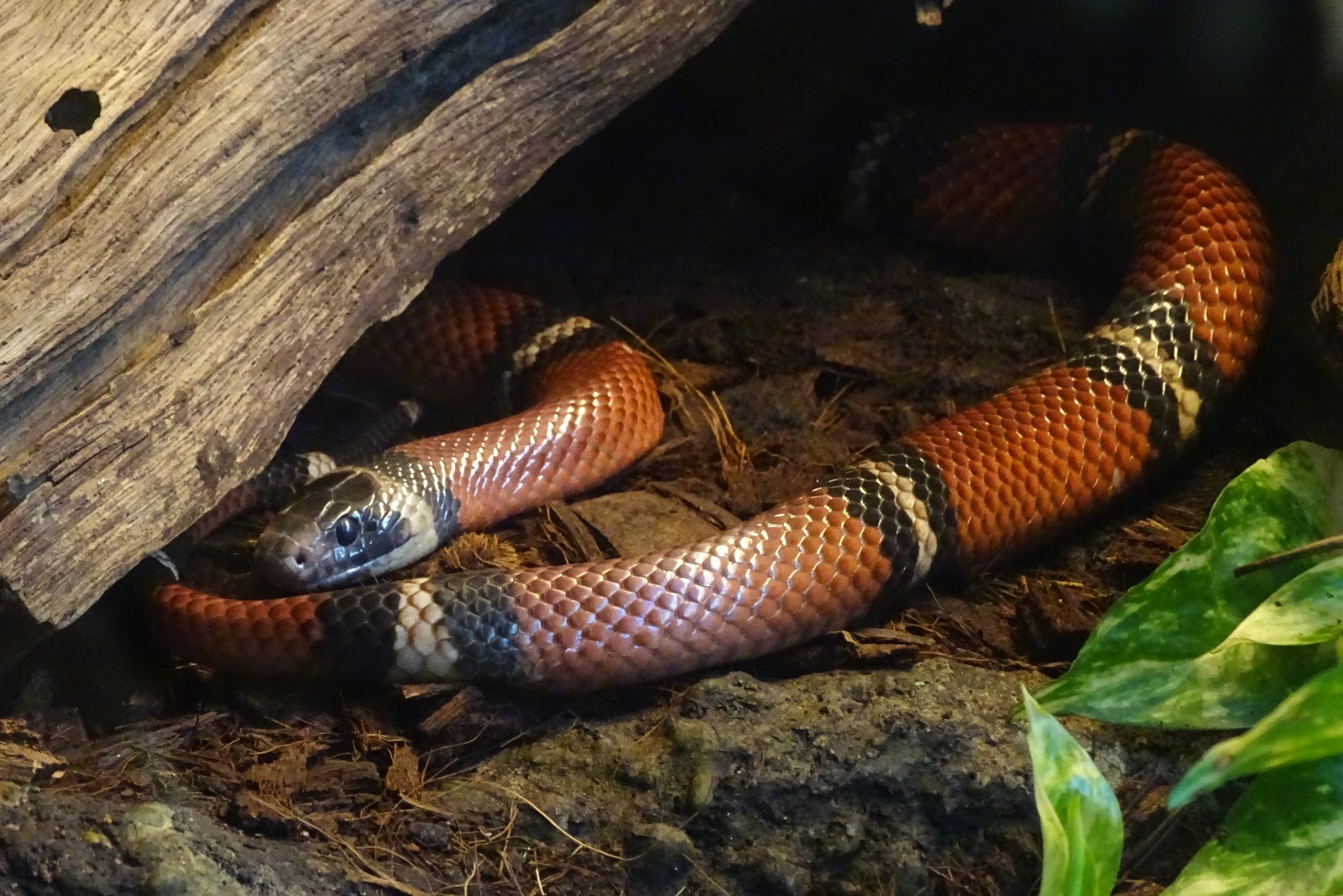SERPIENTES DE TODO EL MUNDO: CULEBRAS