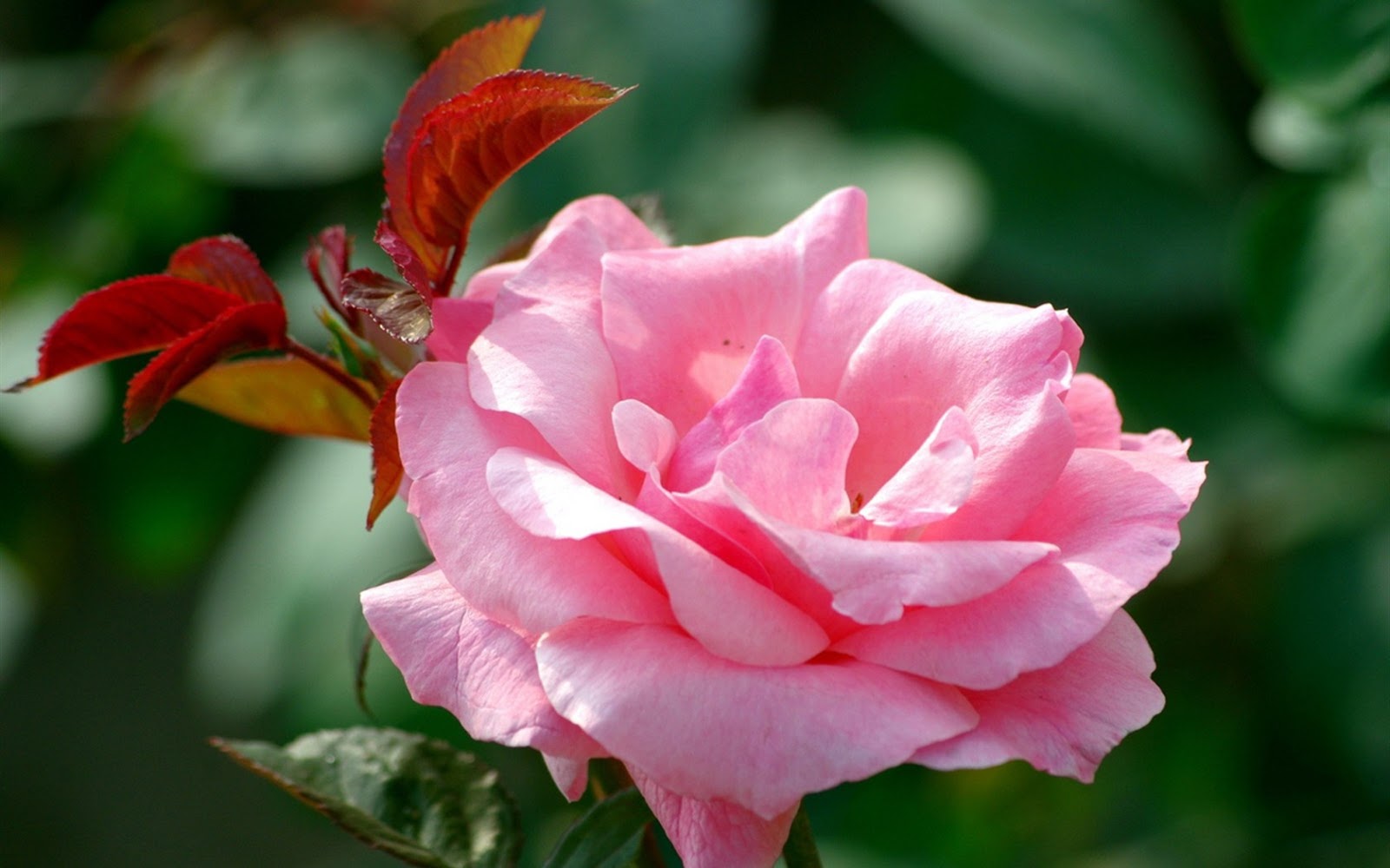 Pink Rose Flowers - Flower HD Wallpapers, Images, PIctures, Tattoos and ...