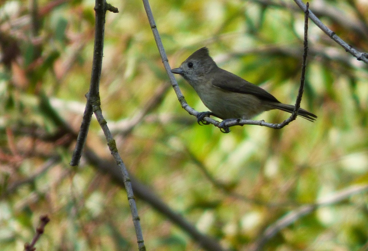 Geotripper's California Birds: Bird of the Day: A California Original ...