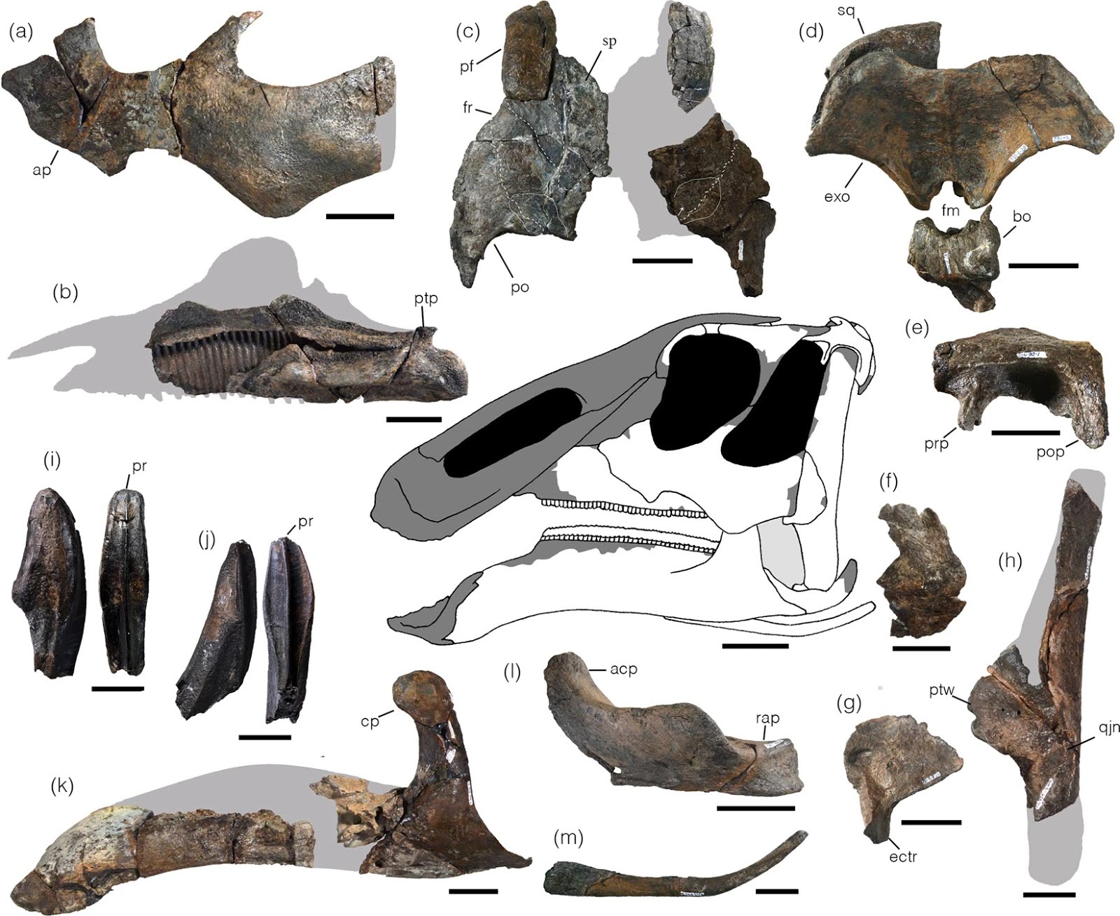 Species New to Science: [Paleontology • 2019] Kamuysaurus japonicus • A ...