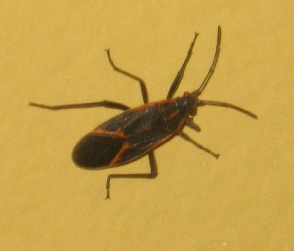 Prime Pest Solutions: Boxelder Bugs!