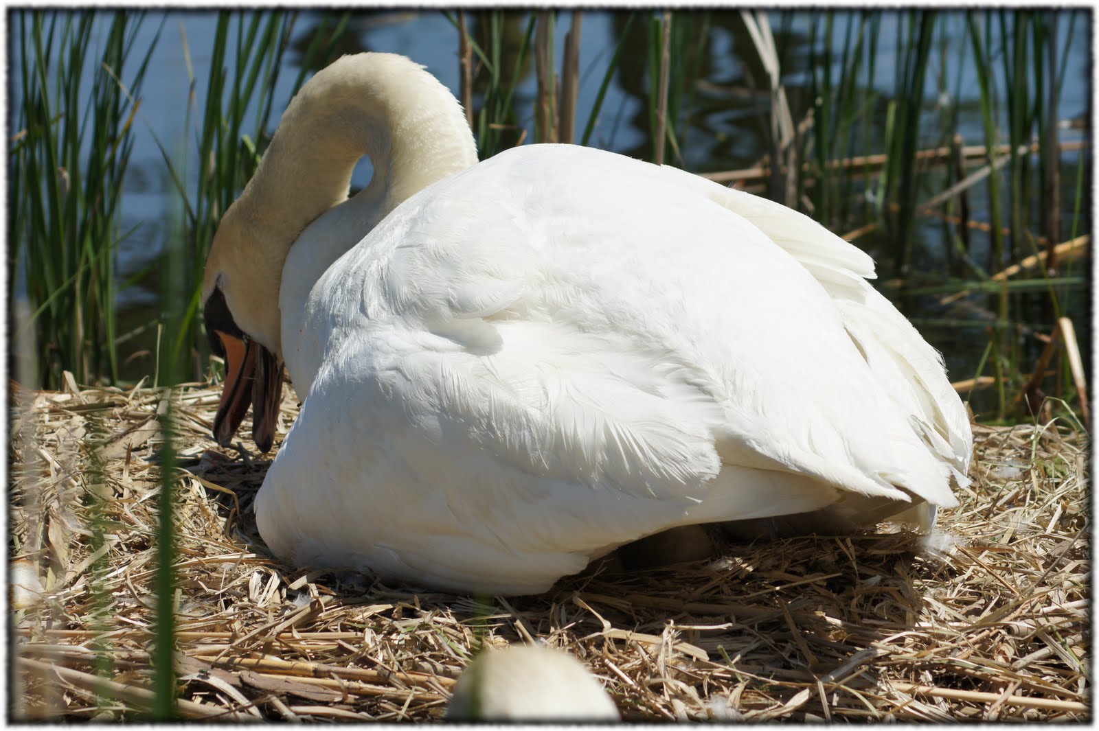 portraits of HIS handiwork: Mute Swans and Cygnets