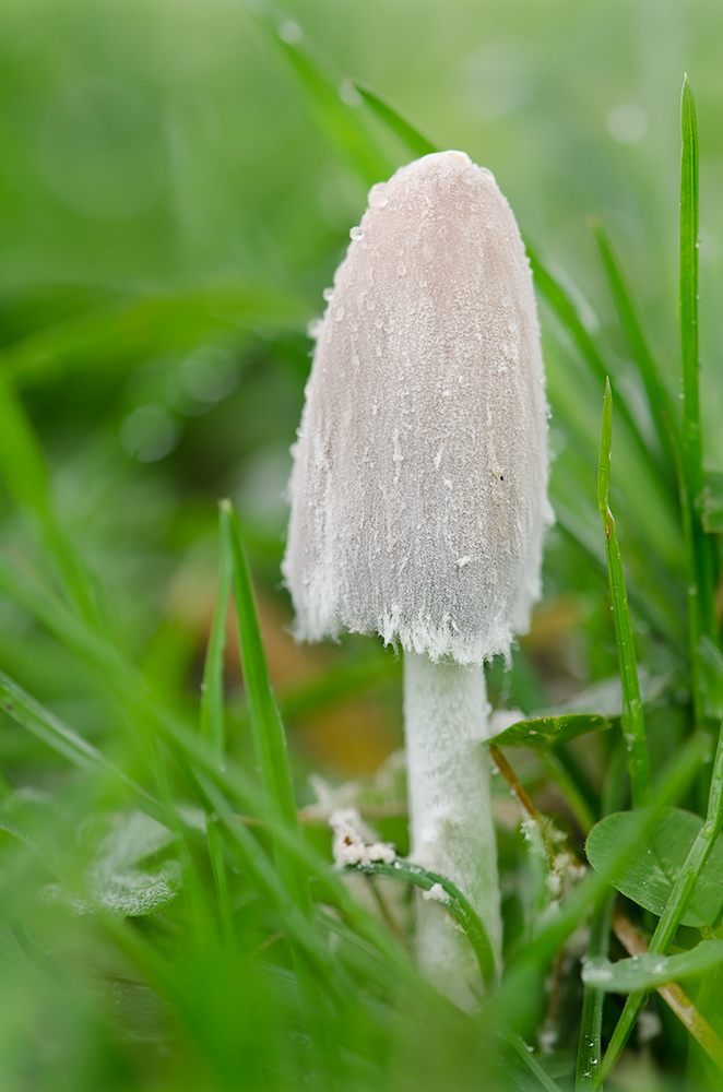 Alfredo Lopez de Arbina: COPRINUS NIVEUS