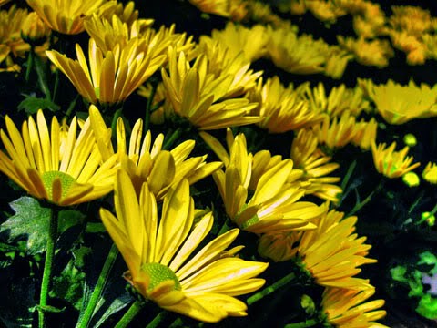 Mengenal dan Mengetahui Manfaat Bunga Seruni - Ragam Tanaman