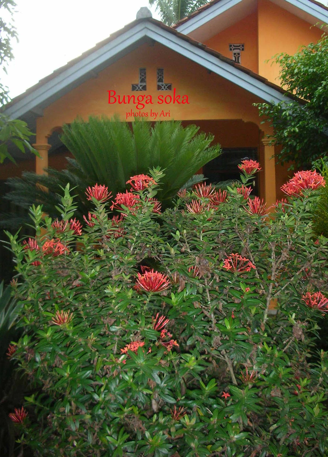 Floristari: bunga soka cantik